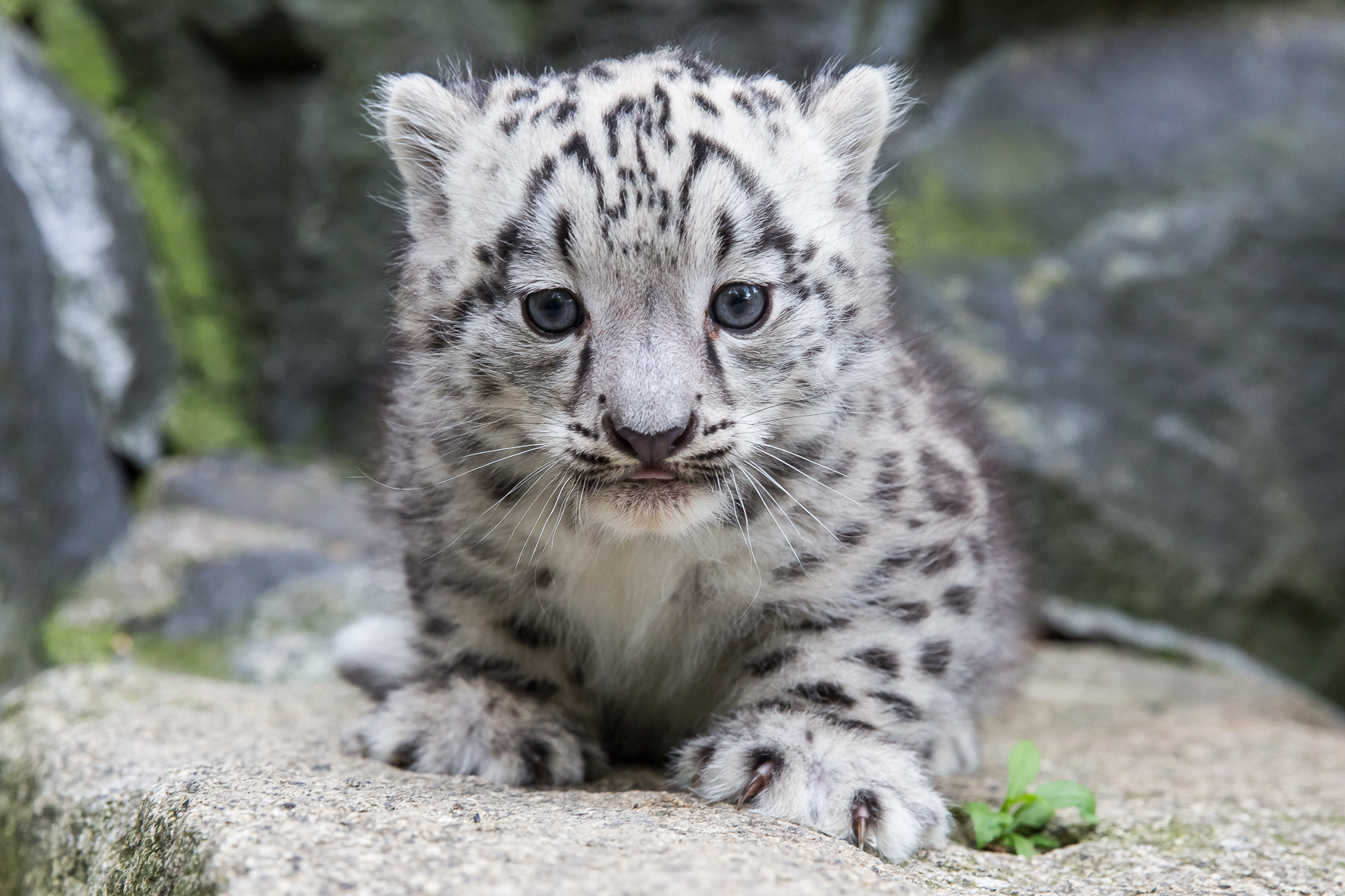 Schneeleoparden-Nachwuchs – MEDIENINFO-BERLIN