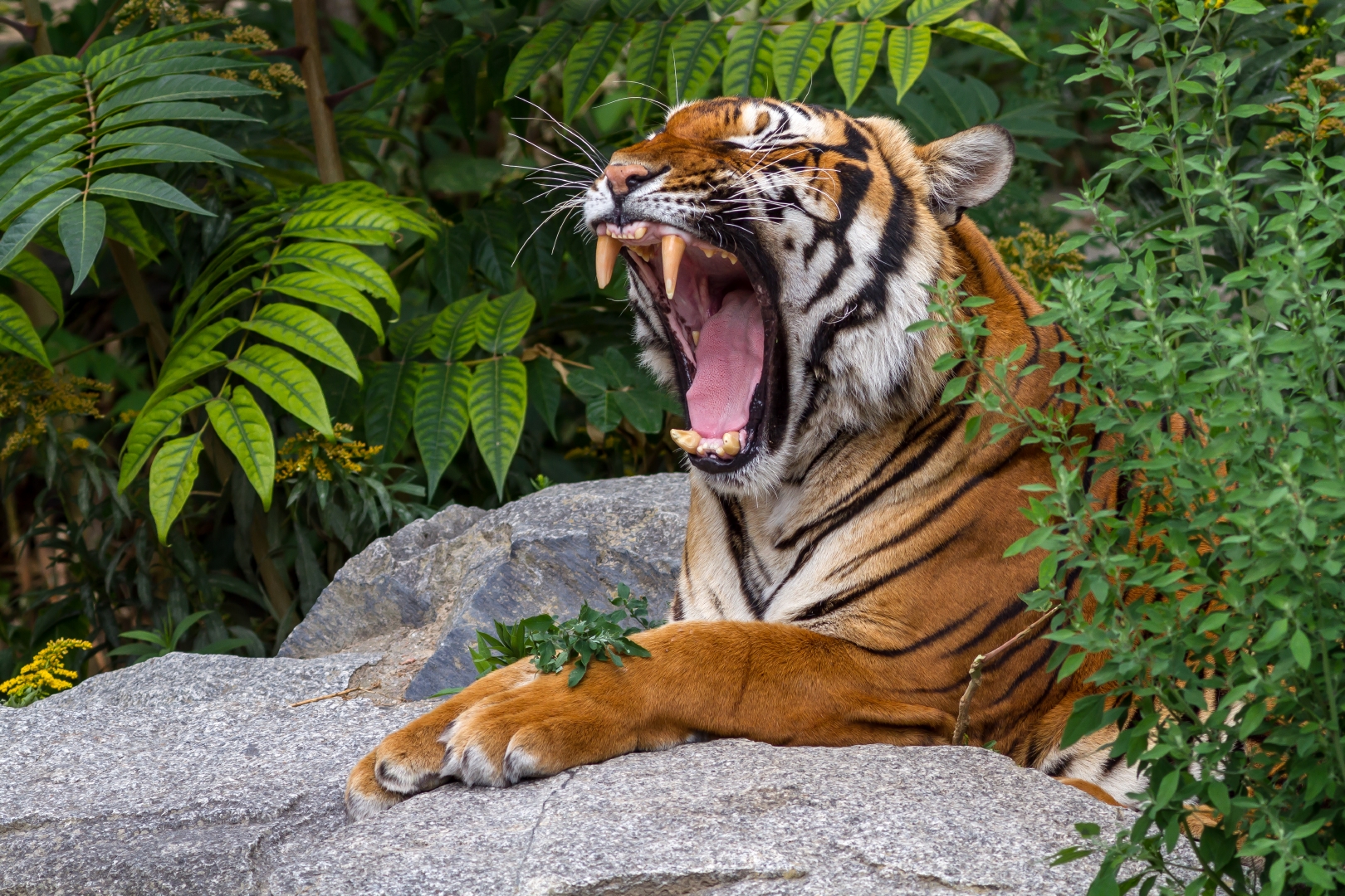 Silvester in Zoo und Tierpark – MEDIENINFO-BERLIN