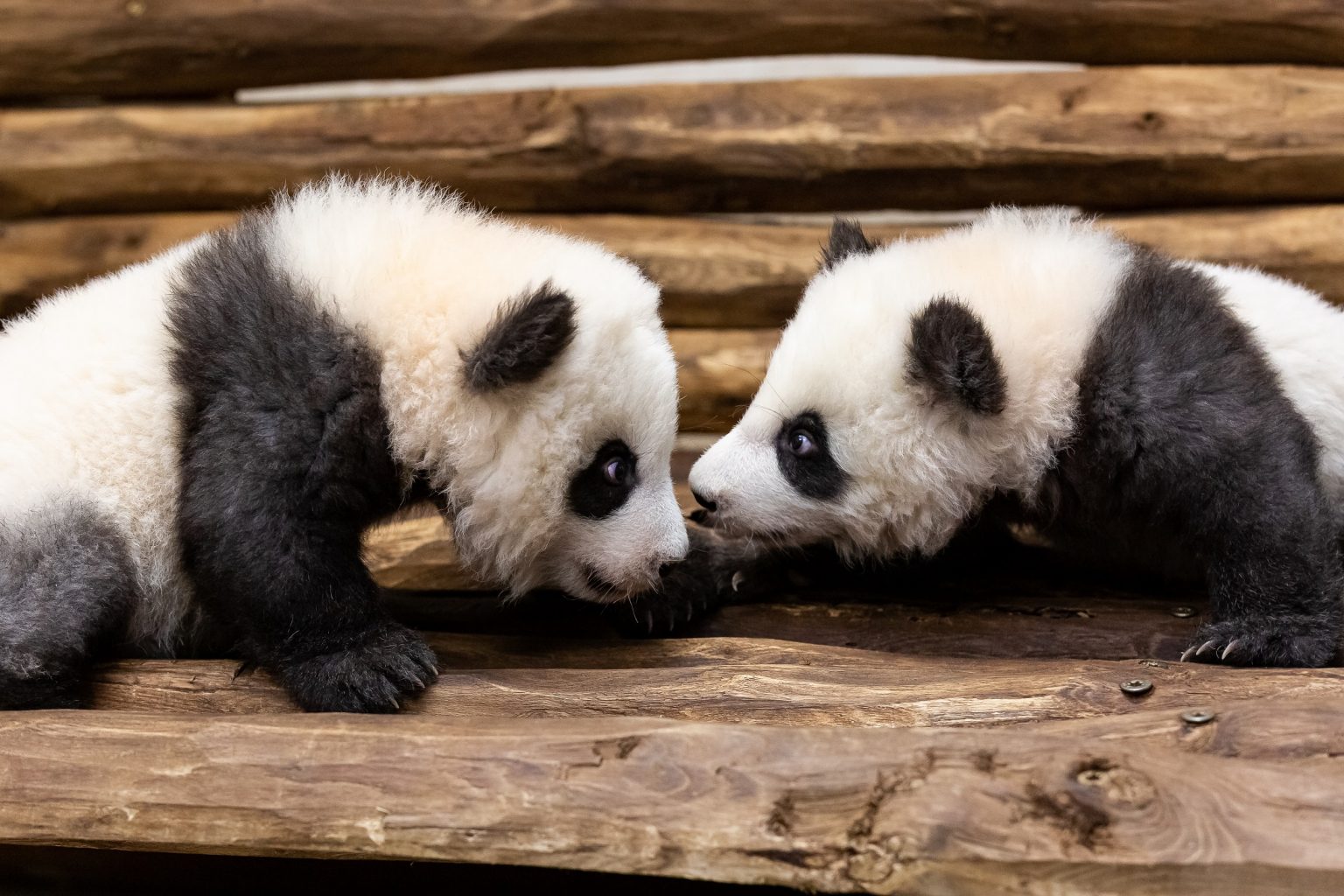 Neues von den Pandas – MEDIENINFO-BERLIN