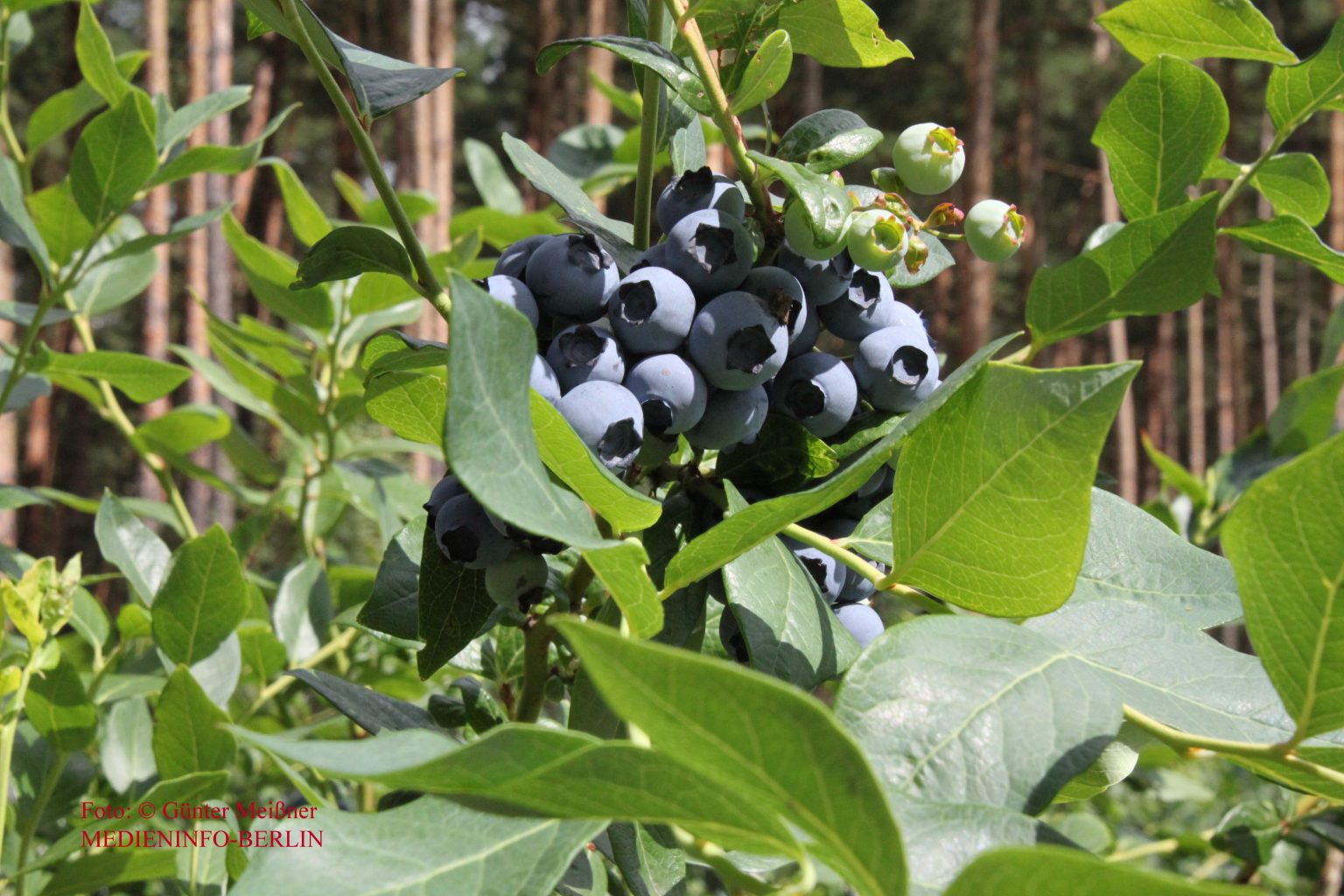 Die Heidelbeer-Erfolgsgeschichte und die Klaistower – MEDIENINFO-BERLIN