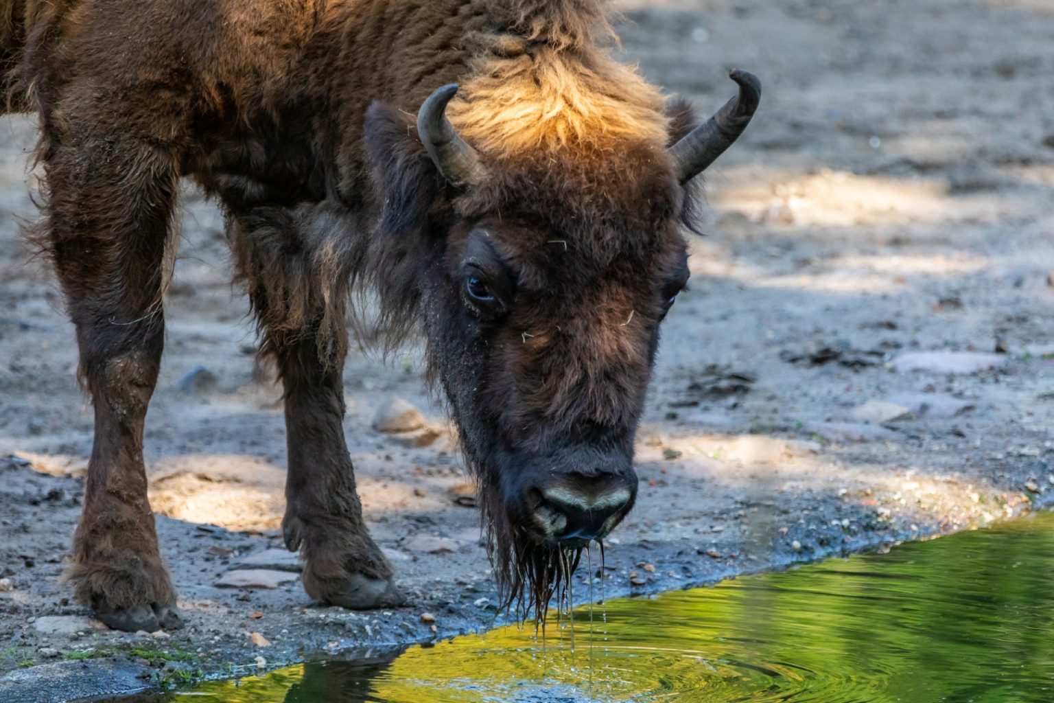 Neues aus dem Tierpark Berlin : Auswilderung trotz Hindernissen ...